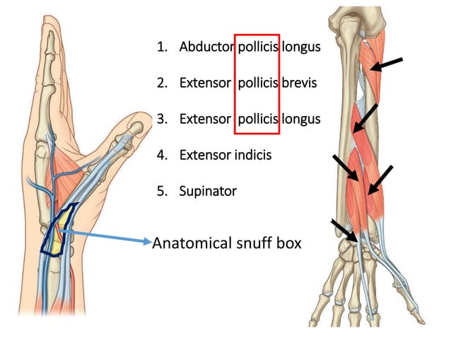 Anatomy of Back of fore arm and dorsum of hand | PDF | Death, Injury ...