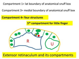 Anatomy of Back of fore arm and dorsum of hand | PDF