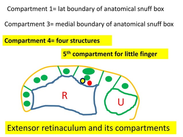 Anatomy of Back of fore arm and dorsum of hand | PDF | Death, Injury ...