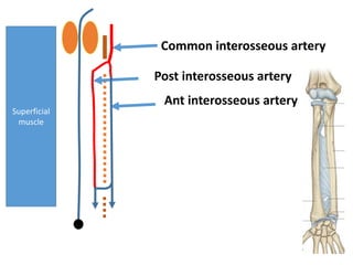Anatomy of Back of fore arm and dorsum of hand | PDF