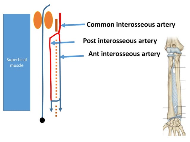 Anatomy of Back of fore arm and dorsum of hand | PDF | Death, Injury ...