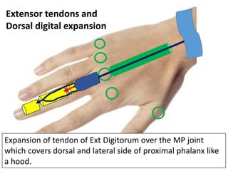 Anatomy of Back of fore arm and dorsum of hand | PDF