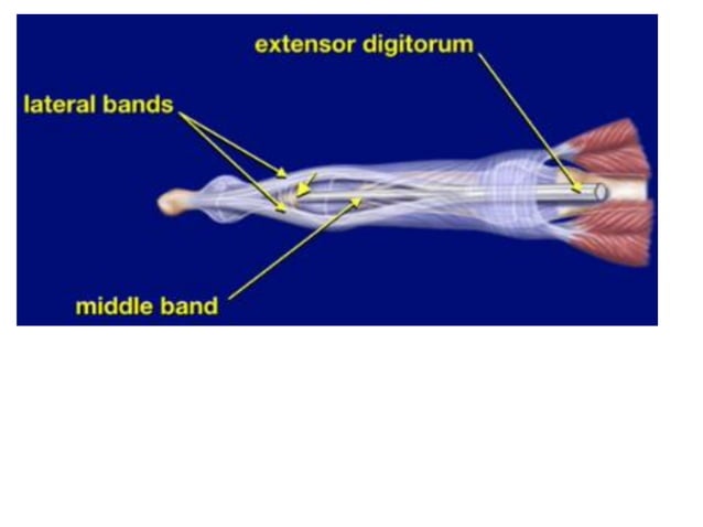 Anatomy of Back of fore arm and dorsum of hand | PDF | Death, Injury ...