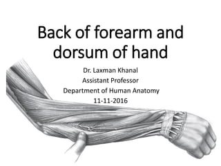 Dorsum Anatomy