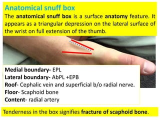 Anatomical Snuff Box Boundaries