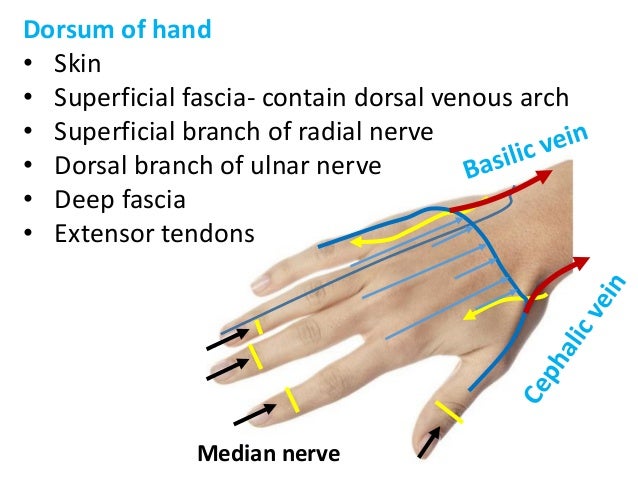 Anatomy of Back of fore arm and dorsum of hand