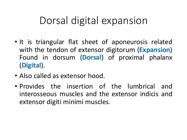 Anatomy of Back of fore arm and dorsum of hand