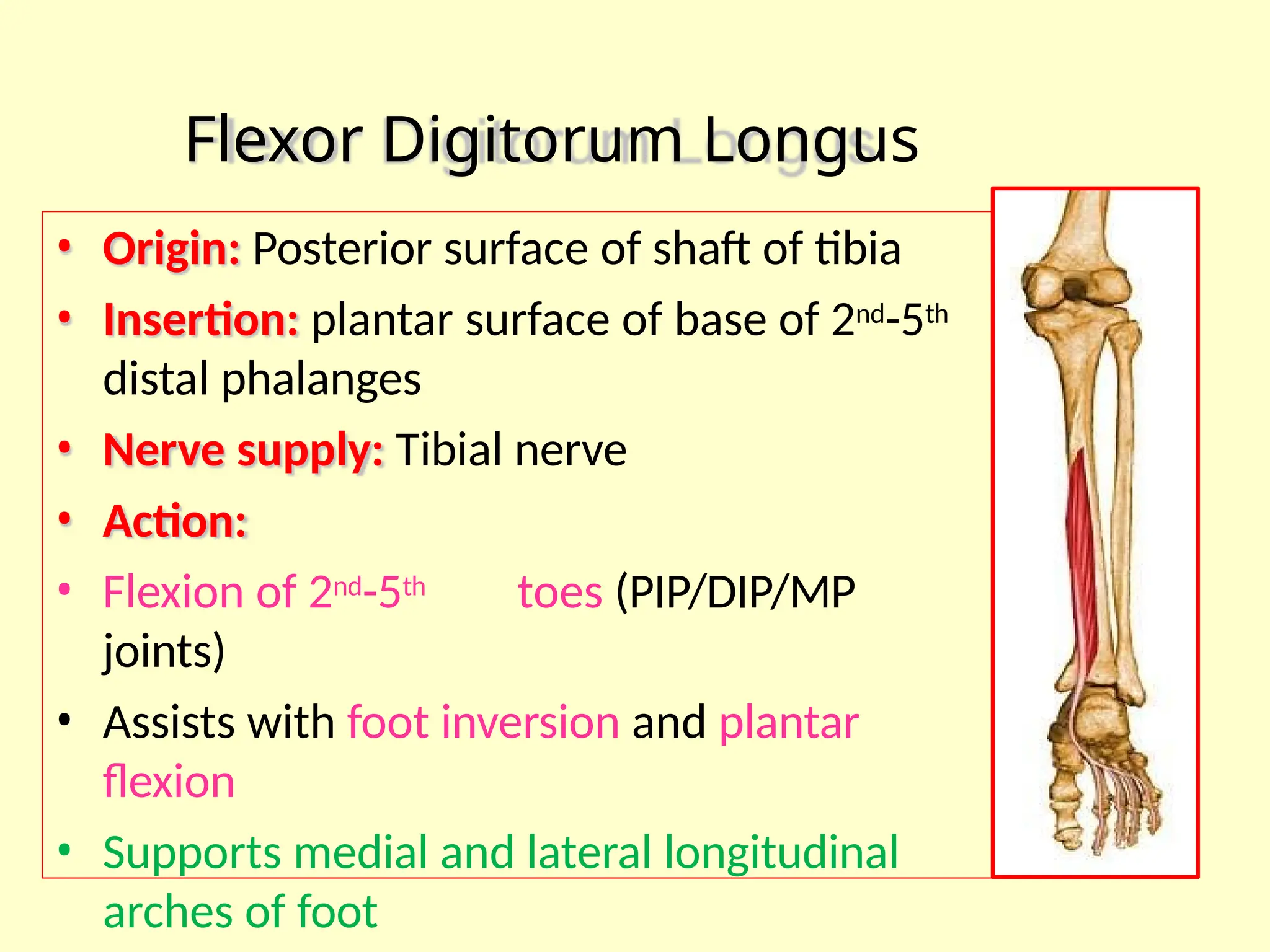 Posterior compartment of leg (back of leg).pptx