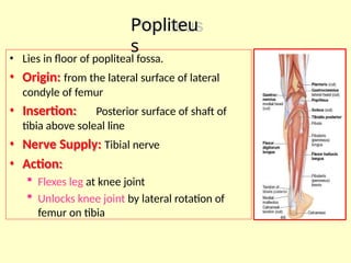 Posterior compartment of leg (back of leg).pptx