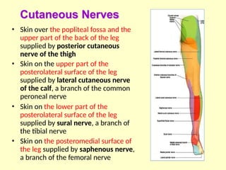 Posterior compartment of leg (back of leg).pptx