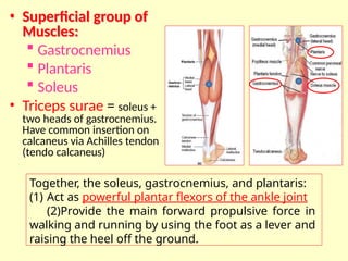 Posterior compartment of leg (back of leg).pptx