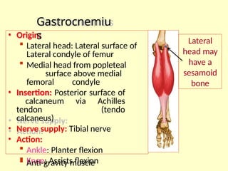 Posterior compartment of leg (back of leg).pptx
