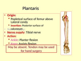 Posterior compartment of leg (back of leg).pptx