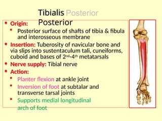 Posterior compartment of leg (back of leg).pptx