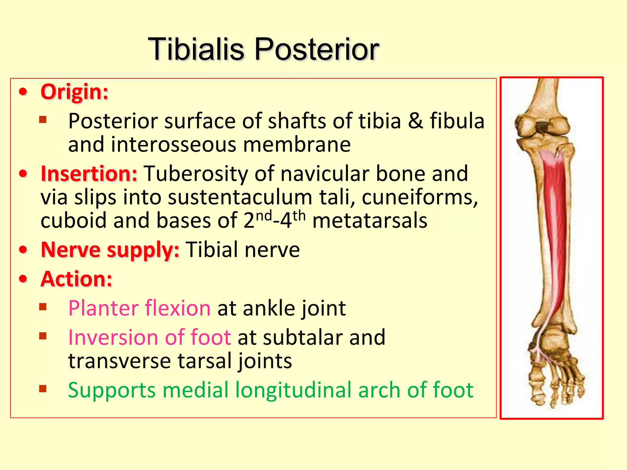 Back of leg .ppt