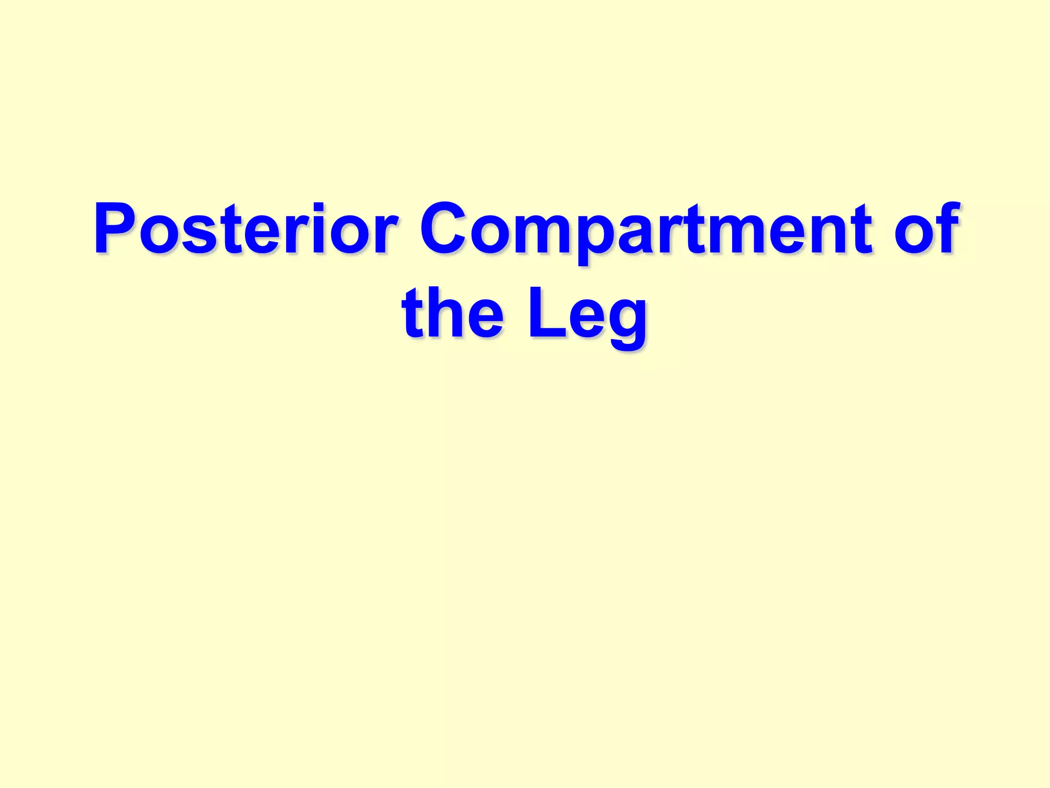 Back of leg .ppt