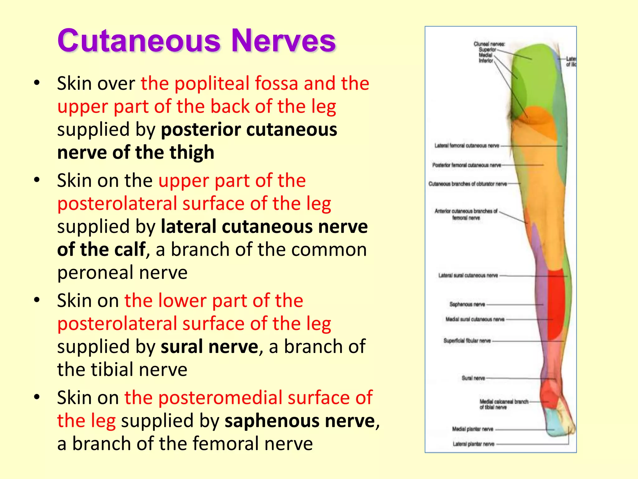 Back of leg .ppt