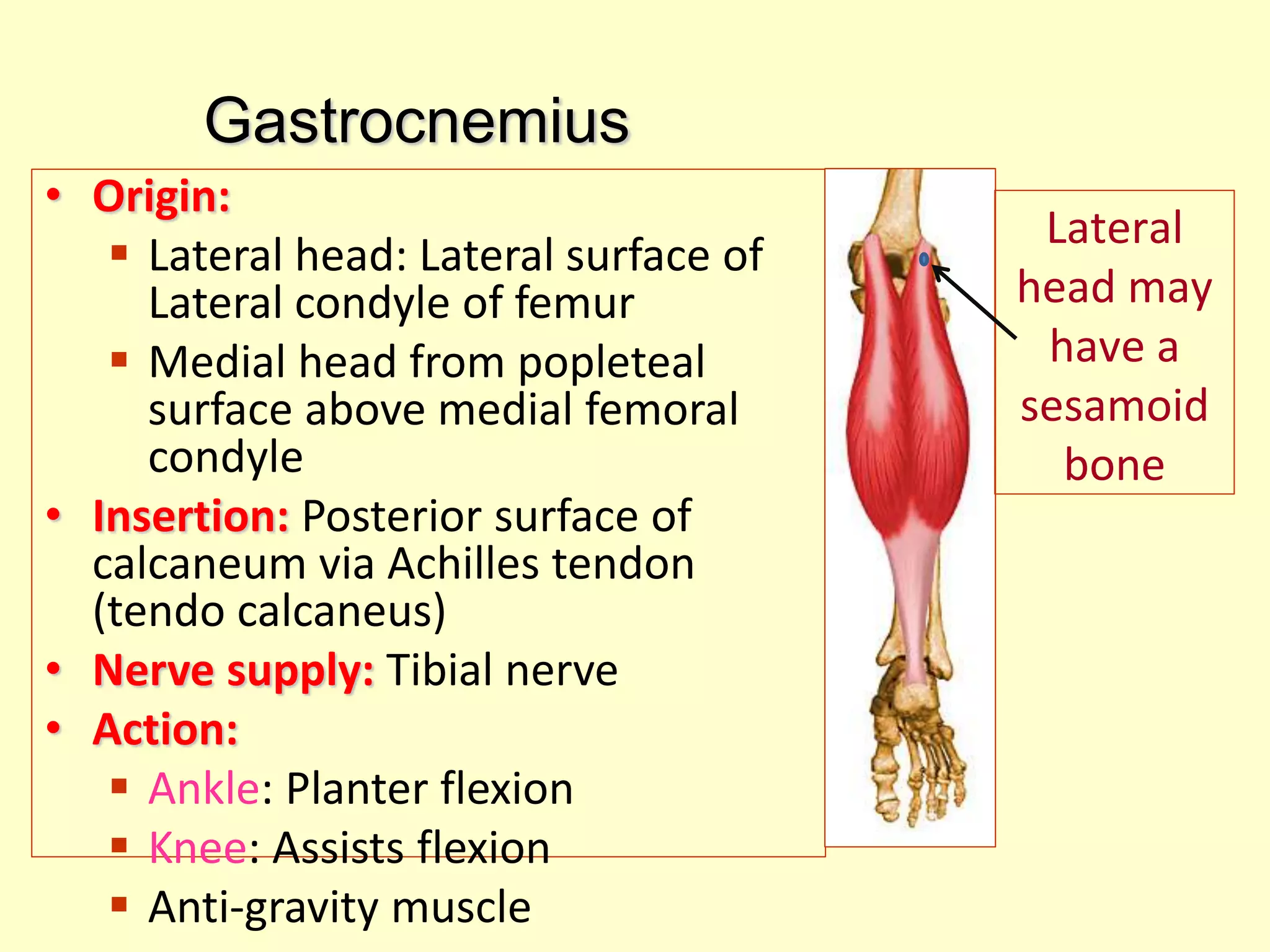 Back of leg .ppt