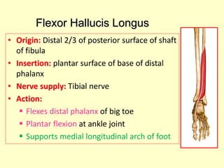 Back of leg .ppt