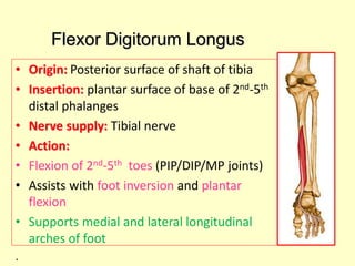 Back of leg .ppt