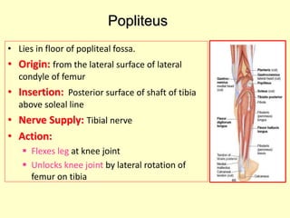 Back of leg .ppt