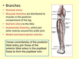 Back of leg .ppt