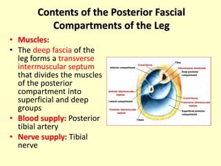 Back of leg .ppt