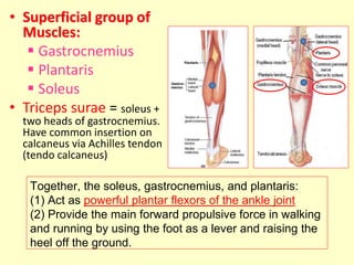 Back of leg .ppt