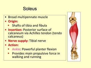 Back of leg .ppt