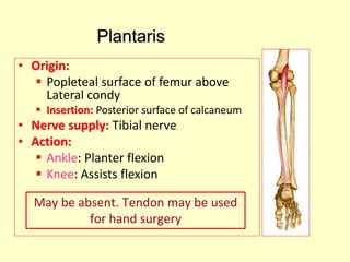 Back of leg .ppt