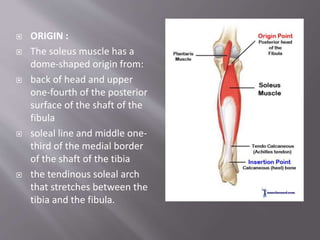 back of leg of human | PPT