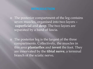 back of leg of human | PPTX