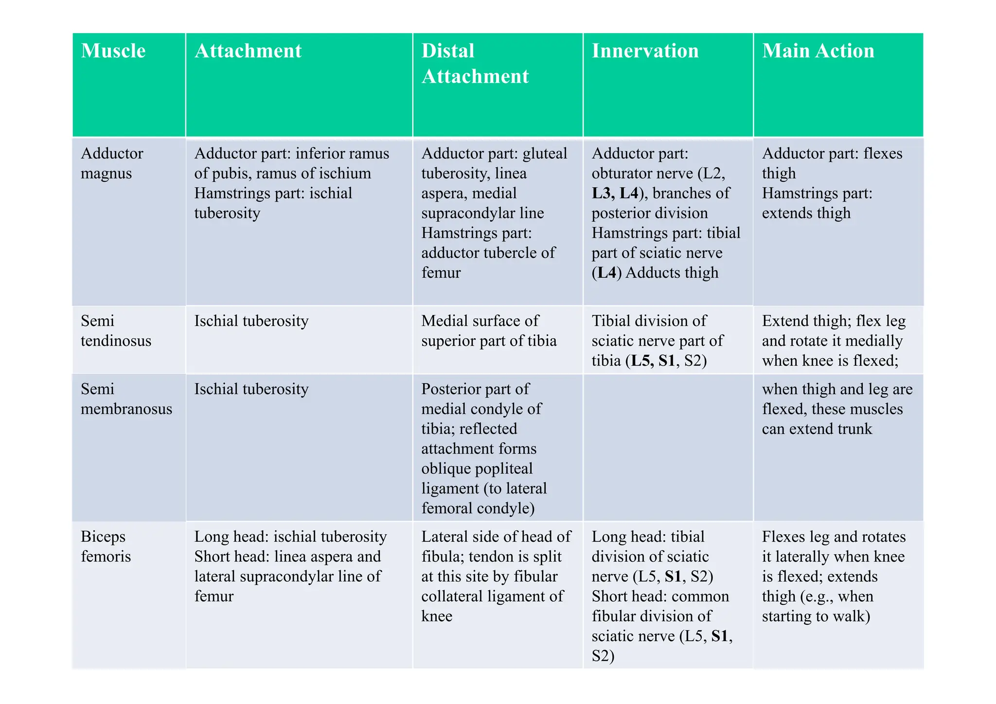 Back of thigh lower limb anatomy & m pdf | PDF