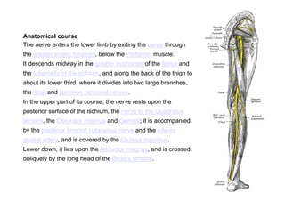 Back of thigh lower limb anatomy & m pdf | PDF