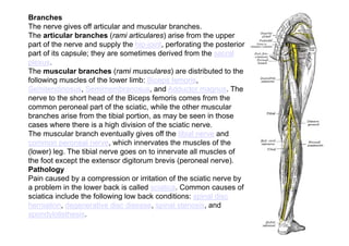Back of thigh lower limb anatomy & m pdf | PDF