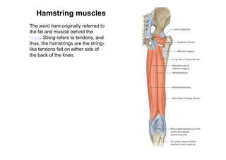 Back of thigh lower limb anatomy & m pdf | PDF