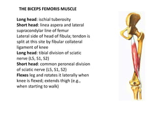Back of thigh lower limb anatomy & m pdf | PDF