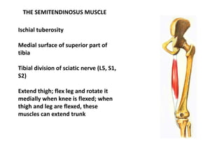 Back of thigh lower limb anatomy & m pdf | PDF