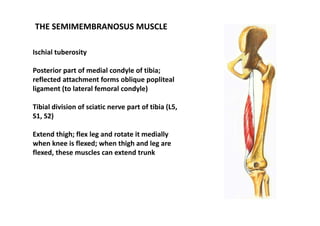 Back of thigh lower limb anatomy & m pdf | PDF
