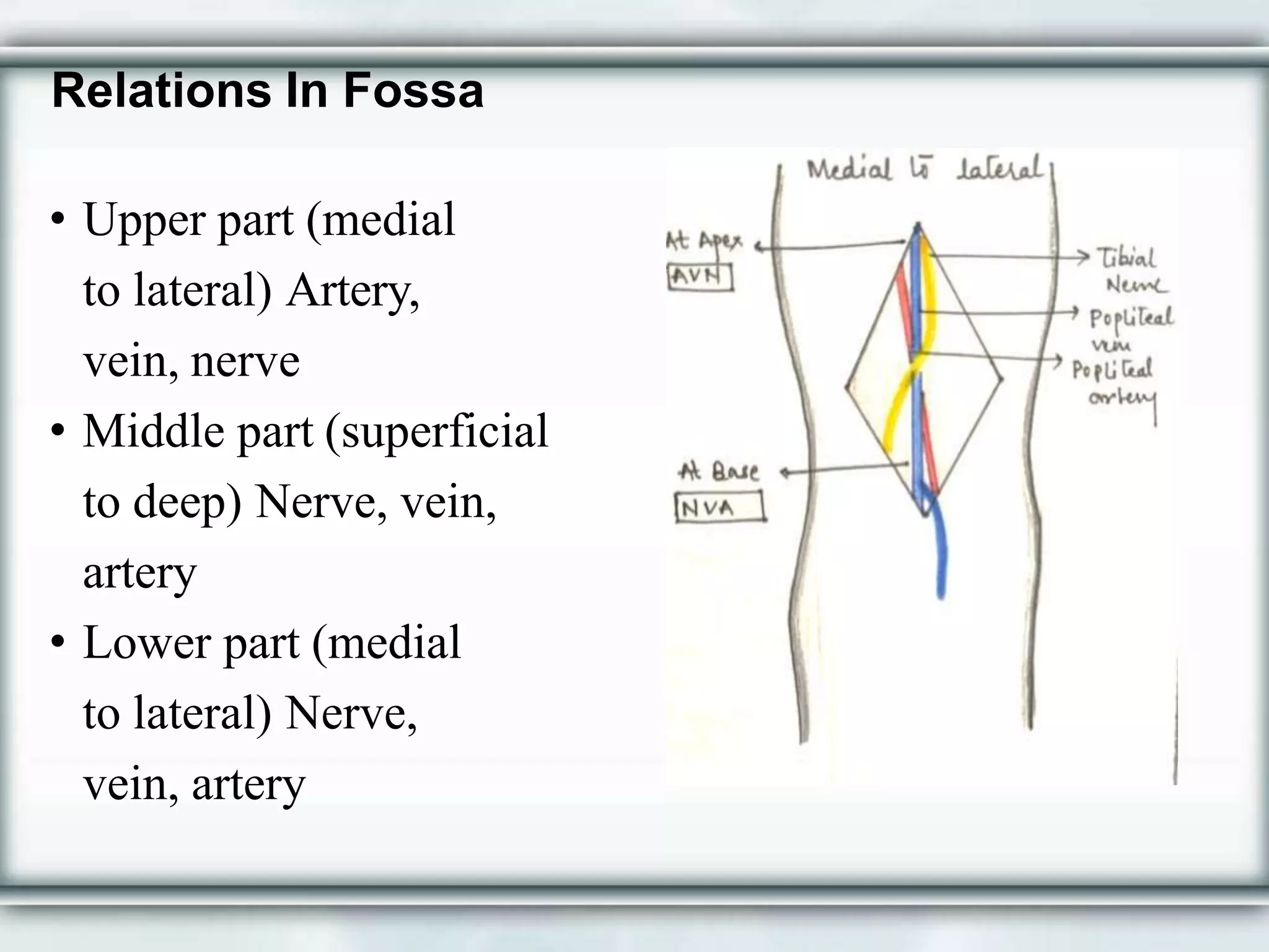 back of thigh and popleteal fossa.pptx