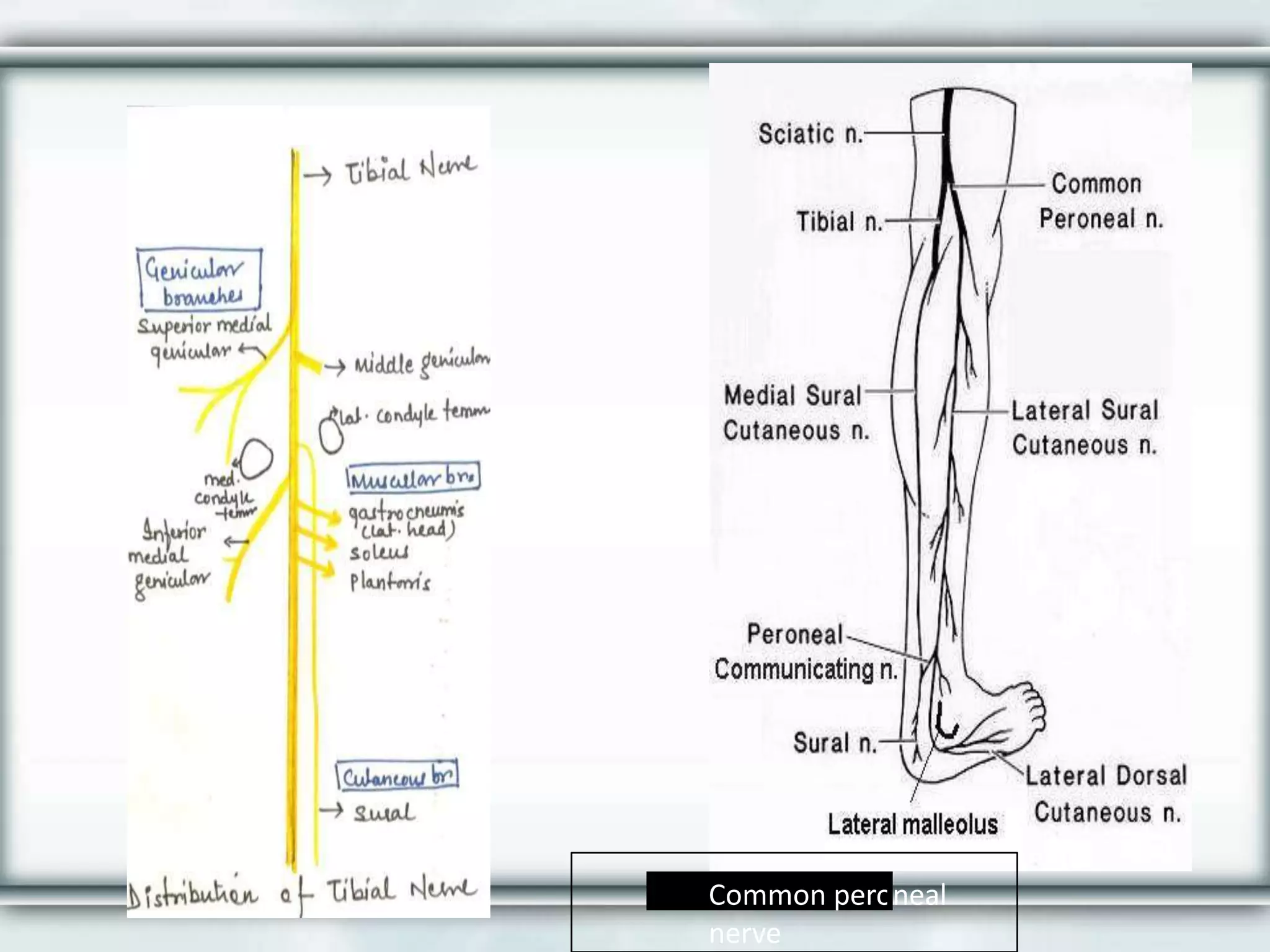 back of thigh and popleteal fossa.pptx