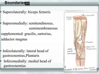 back of thigh and popleteal fossa.pptx