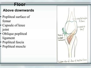 back of thigh and popleteal fossa.pptx
