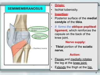 back of thigh and popleteal fossa.pptx