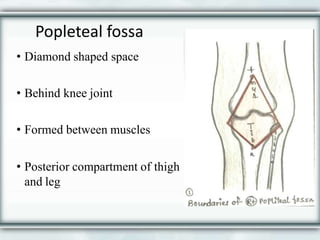 back of thigh and popleteal fossa.pptx