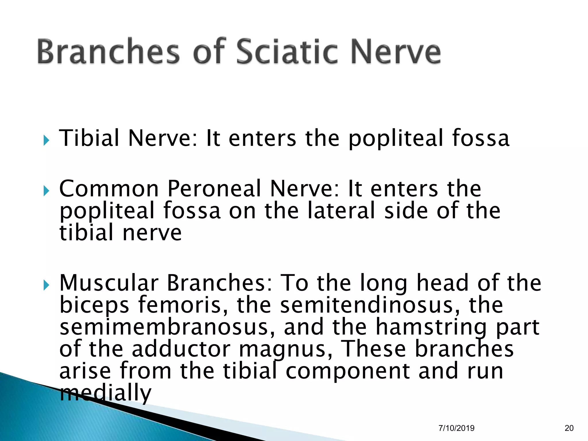 Anatomy of the Back of thigh and popliteal fossa By DR. G Kamau. | PPTX