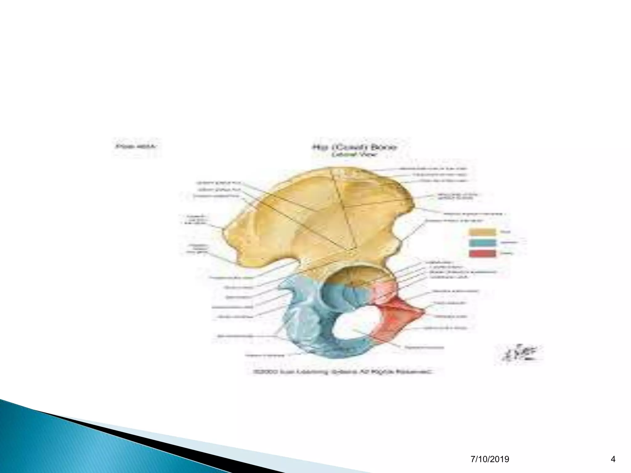 Anatomy of the Back of thigh and popliteal fossa By DR. G Kamau. | PPTX