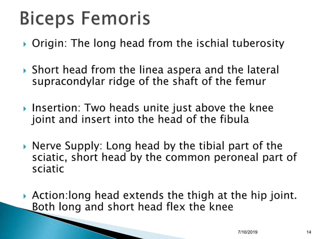 Anatomy of the Back of thigh and popliteal fossa By DR. G Kamau. | PPTX