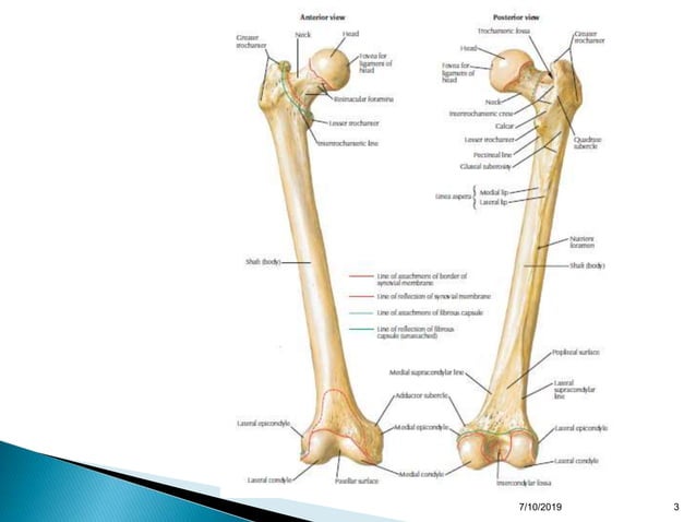 Anatomy of the Back of thigh and popliteal fossa By DR. G Kamau. | PPTX