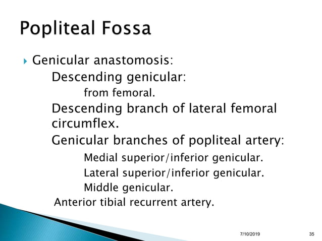 Anatomy of the Back of thigh and popliteal fossa By DR. G Kamau. | PPTX